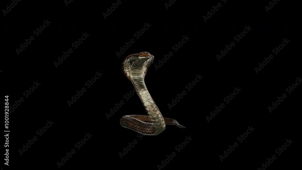 Cobra Snake - Indian Spectacled - Amber Brown Skin - Rest Lying and ...
