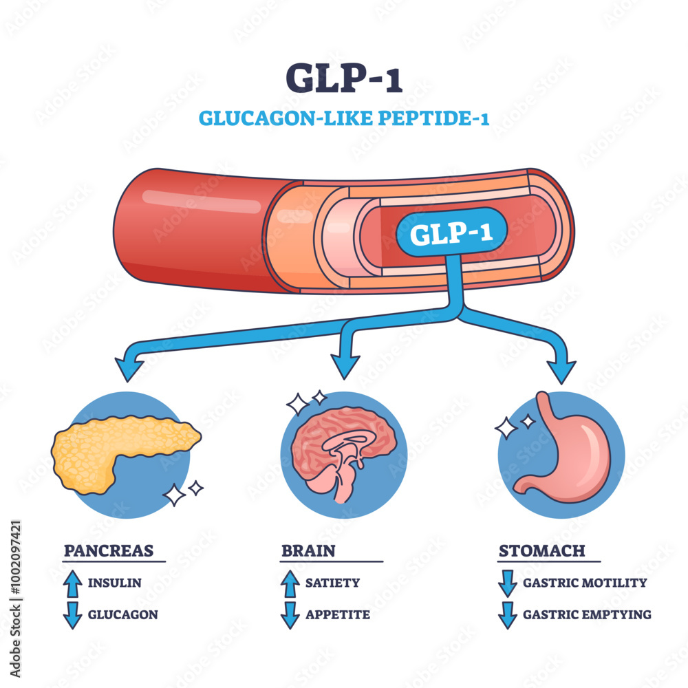Diagram showing GLP-1 effects on pancreas, brain, and stomach, with arrows indicating actions ...
