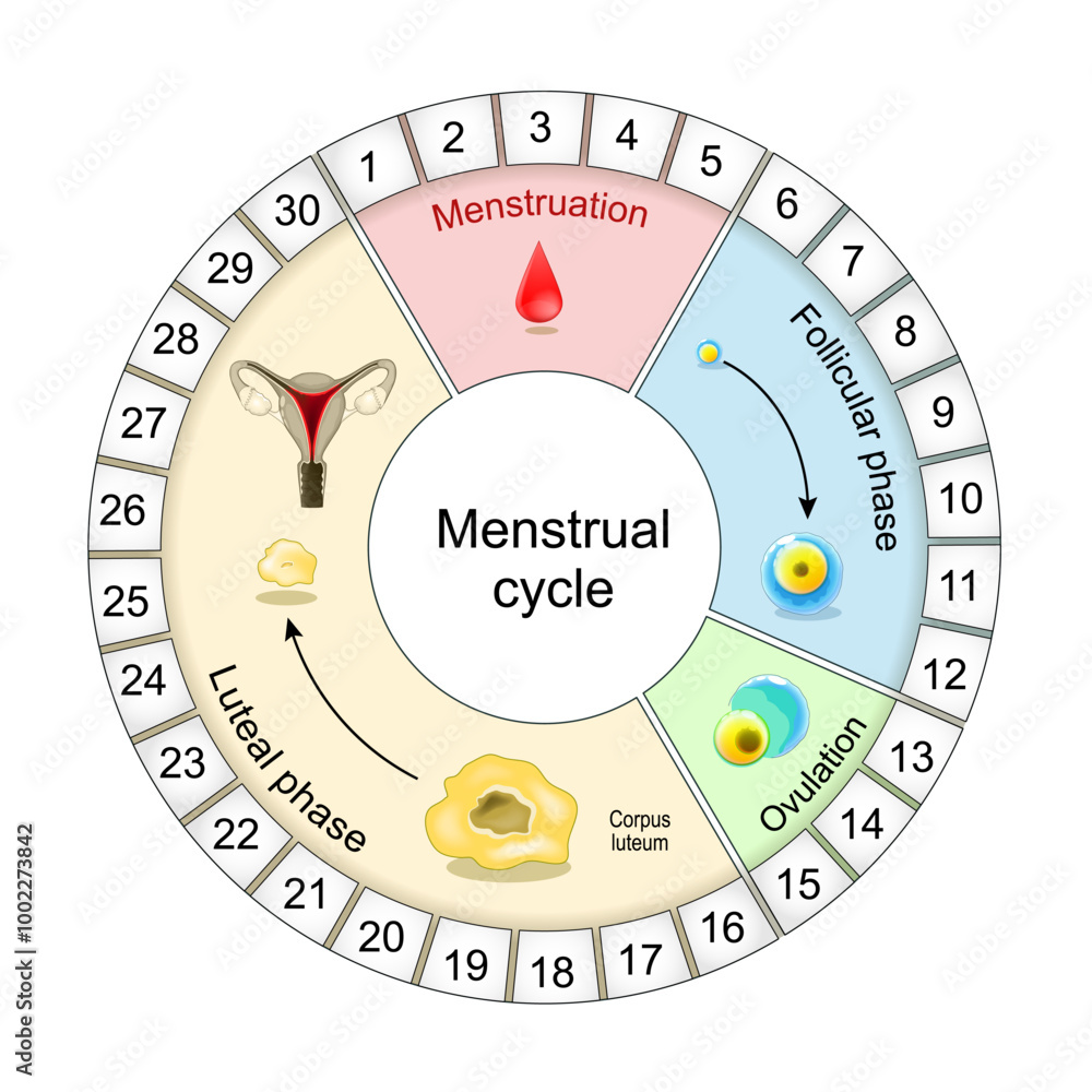 Extended Menstrual Cycle