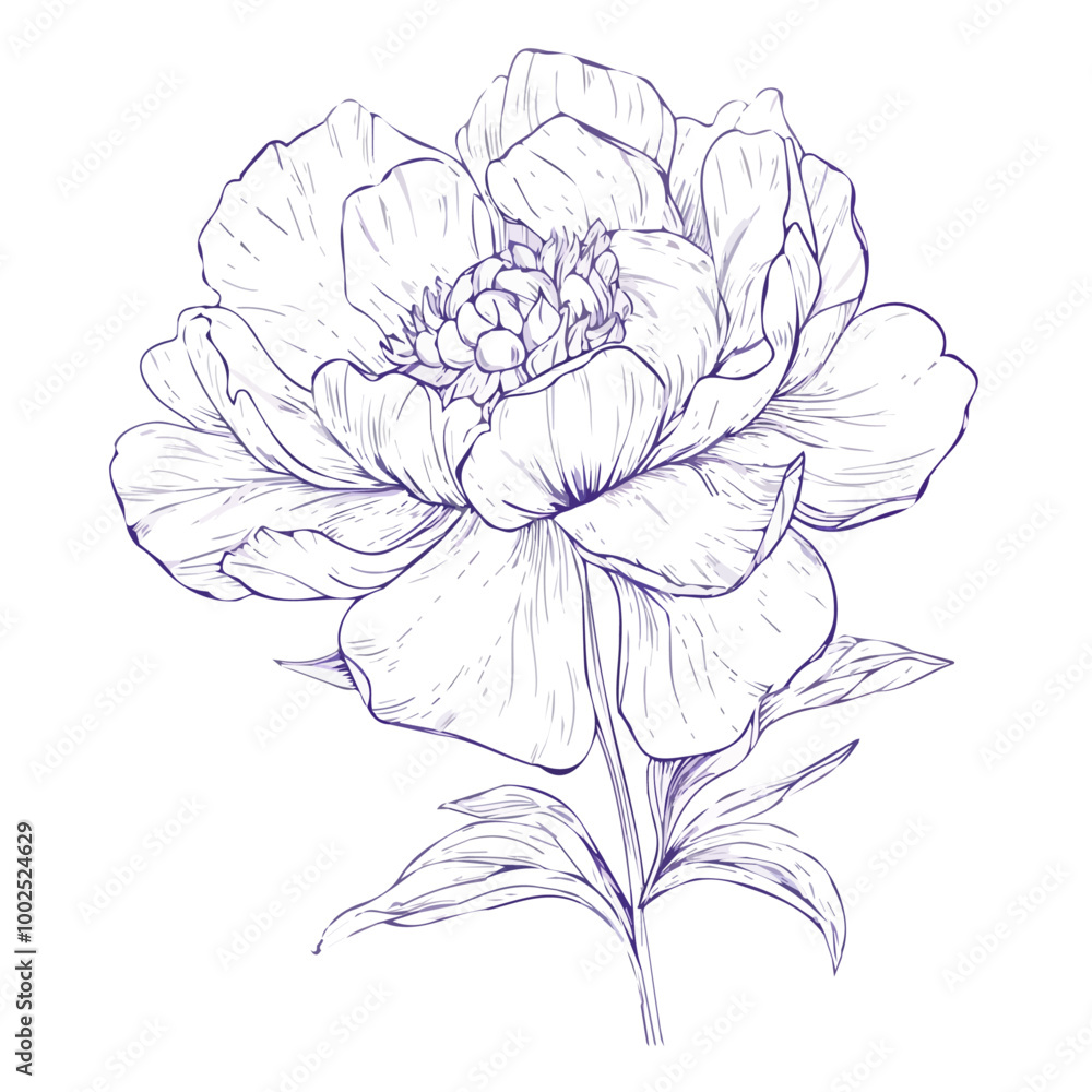 Simple Elegant line drawing of a pretty peony flower, outline drawing ...
