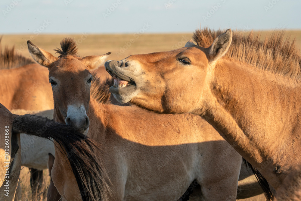 Przewalski's horses (Mongolian wild horses). A rare and endangered ...