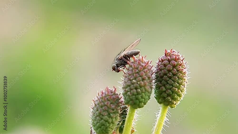 Gray winged fly insect sitting on the fruit of the embarrassed princess ...