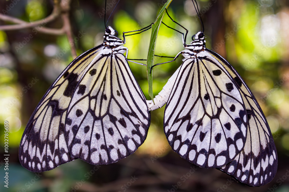 PUERTO PRINCESA, PHILIPPINES: Palawan Butterfly Eco-garden, detailed ...