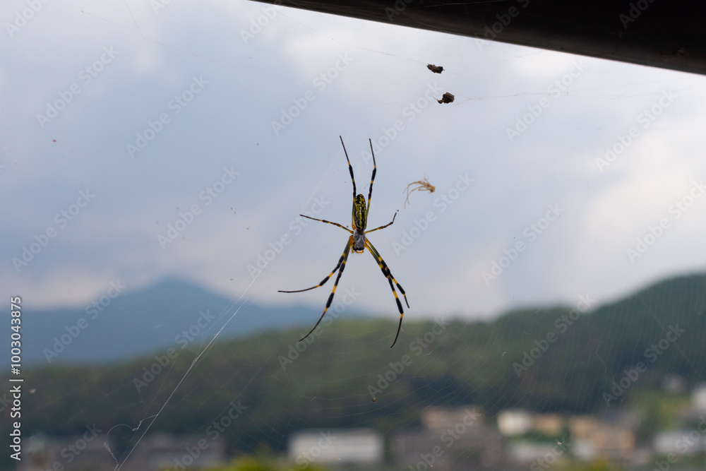 This beautiful arachnid is known as the Joro spider. The yellow and ...