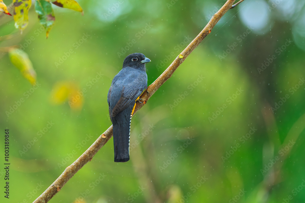 Photo & Art Print The gartered trogon (Trogon caligatus), also known as ...