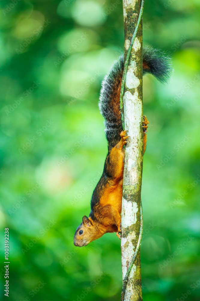 Variegated squirrel (Scariegated squirrel (Sciurus Variegatoides) is a ...