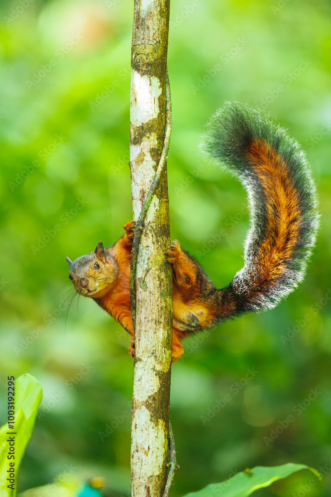 Variegated squirrel (Scariegated squirrel (Sciurus Variegatoides) is a ...