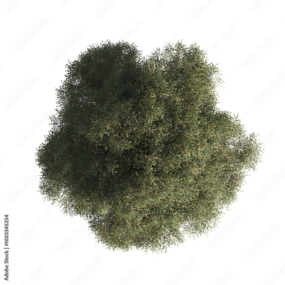Single Tree isolated on transparent background. big old tree with green ...