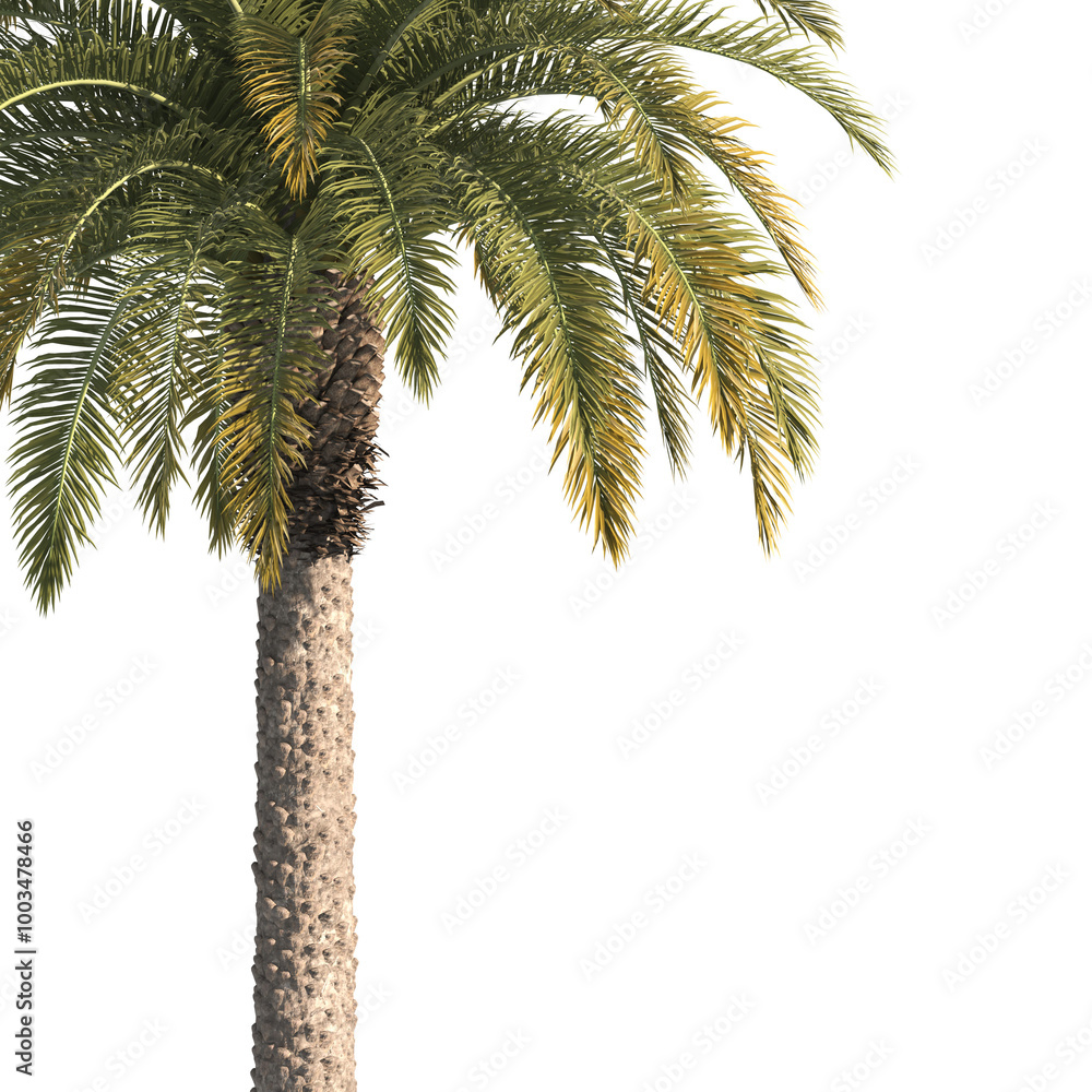Palm tree branch isolated on transparent background. green leaf Palm ...
