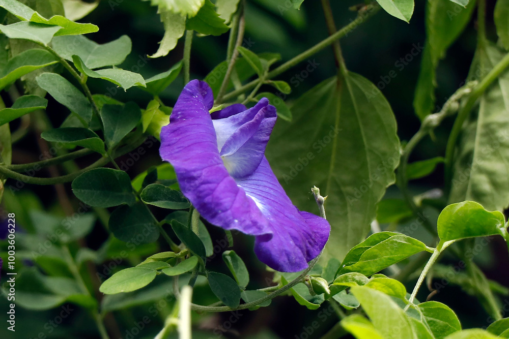 Clitoria ternatea, commonly known as Asian pigeonwings, bluebellvine, blue pea, butterfly pea ...