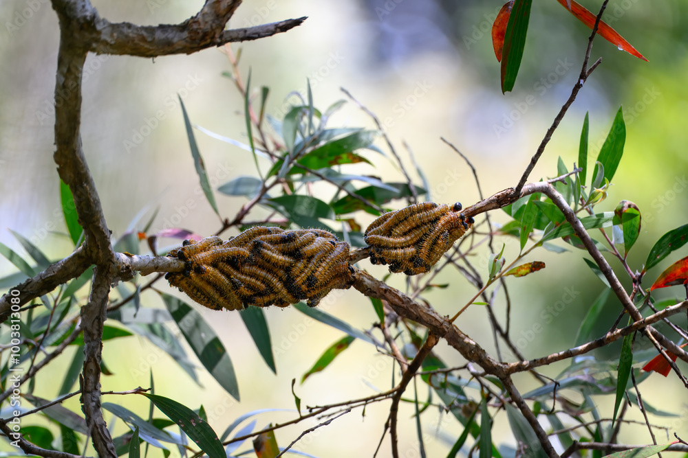 Sawfly saw fly larva larvae, spitfires, gum eucalyptus tree, Australia ...