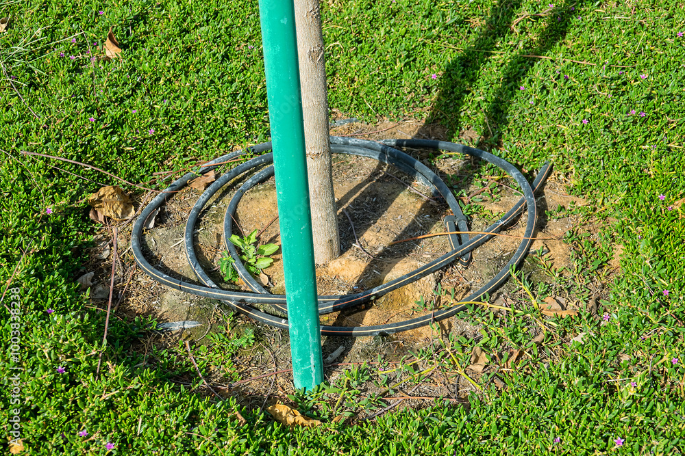 Drip irrigation water pipes (drip system) in the desert, green tree ...