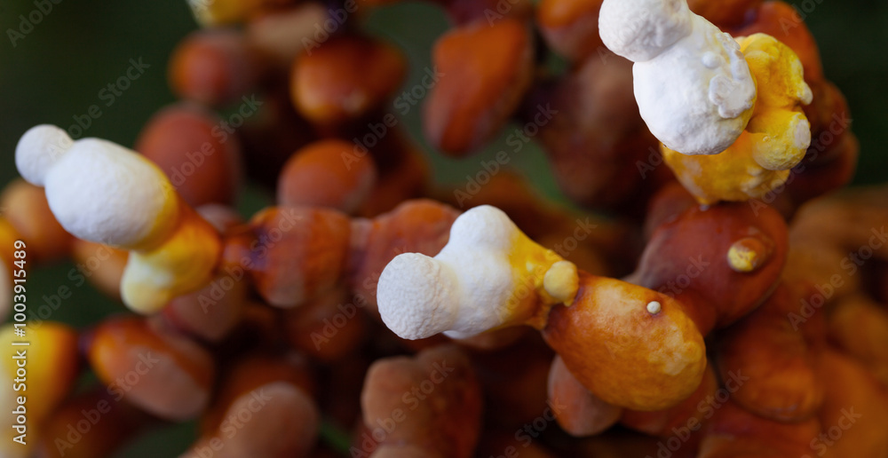 Ganoderma multipileum is a polypore mushroom species, commonly known as ...