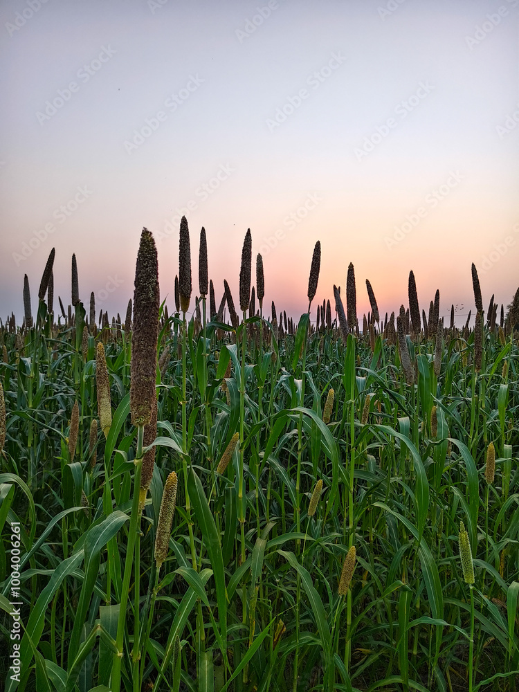 Millets (Bajra) crop field at sunset with sky background. The grain is ...