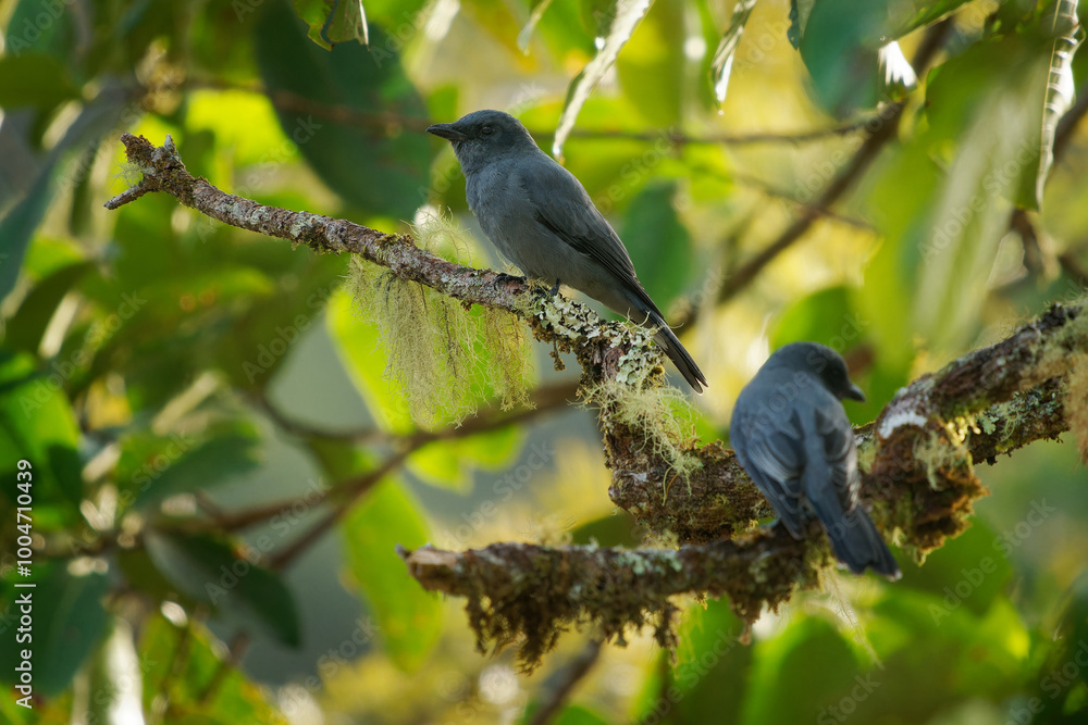 Sunda cuckooshrike - Coracina larvata is black bird in Campephagidae ...