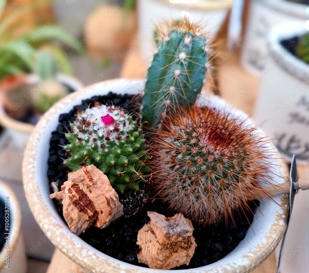 Various types of mini cacti in a pot are being sold in a flower plants ...