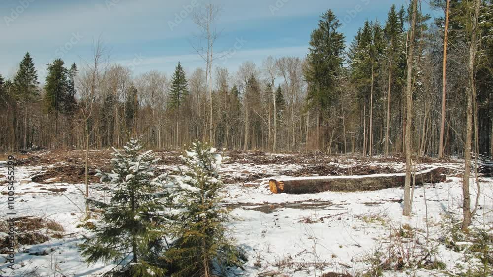 A clear-cut forest with tree stumps left in a snowy landscape ...