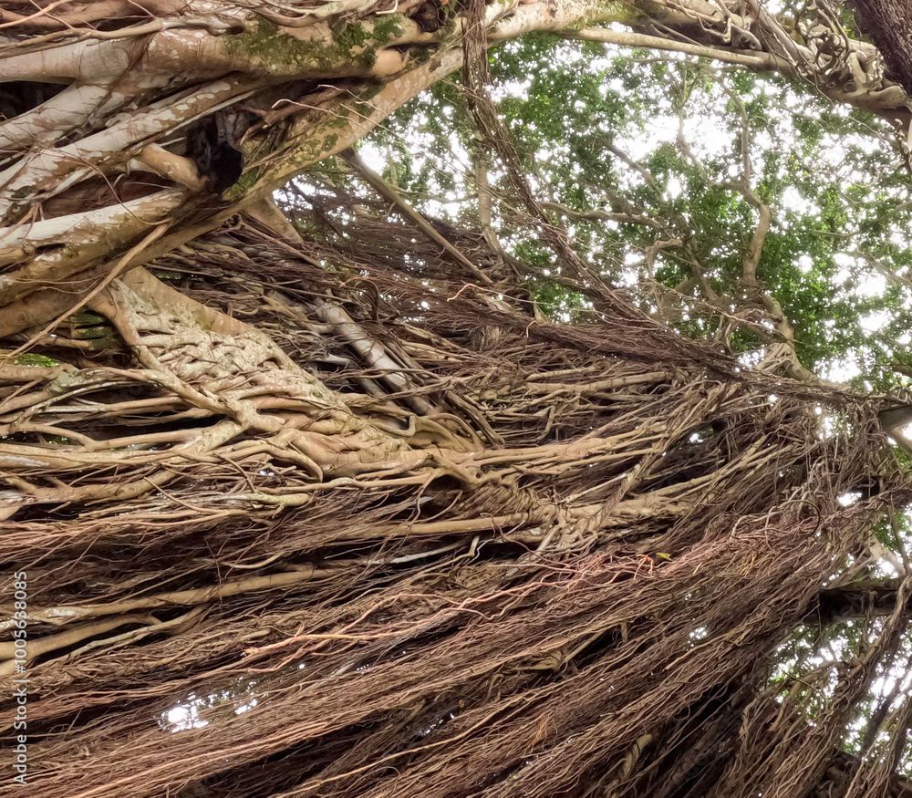 Strangler fig -Ficus virens- called Curtain Fig Tree-curtain of aerial ...