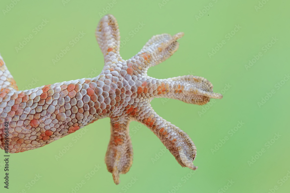 The foot of a tokay gecko that appears to have a thin skin membrane ...