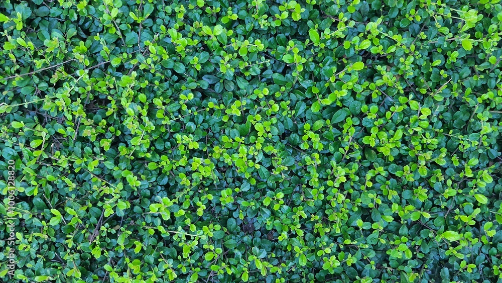 Green Leaves background. The texture of small round green leaves of the ...