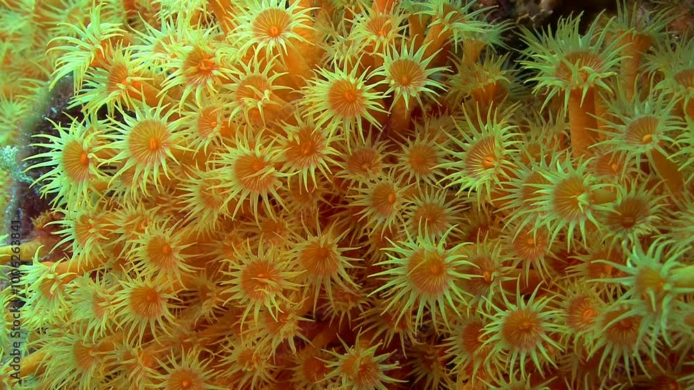 A close-up of vibrant orange coral polyps with green tentacles, swaying ...