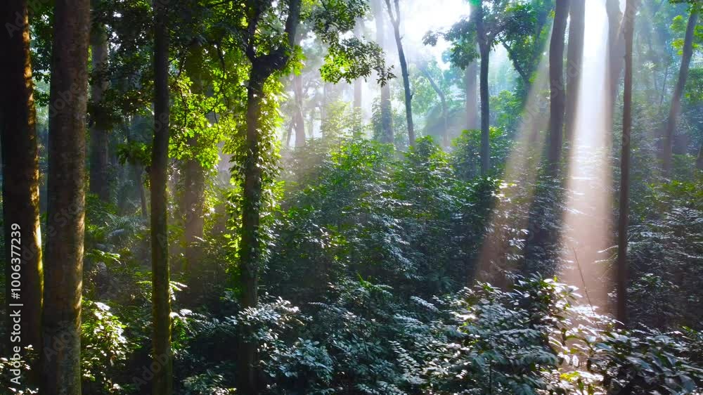 Tropical forest or rainforest. Walk through dense forests as the sun ...