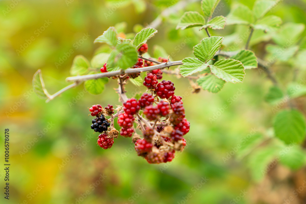 Selective focus and closeup view of shrub and fruit of Rubus ulmifolius ...