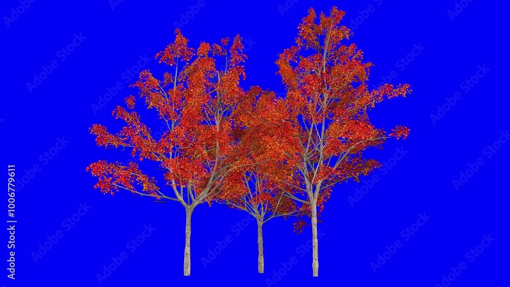 3D japanese maple tree cluster in Autumn Fall season, with wind effect ...