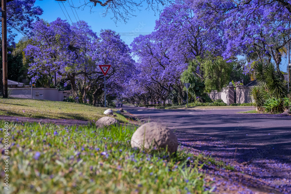 Poster Jacaranda trees in full bloom lined in a pretoria street south ...