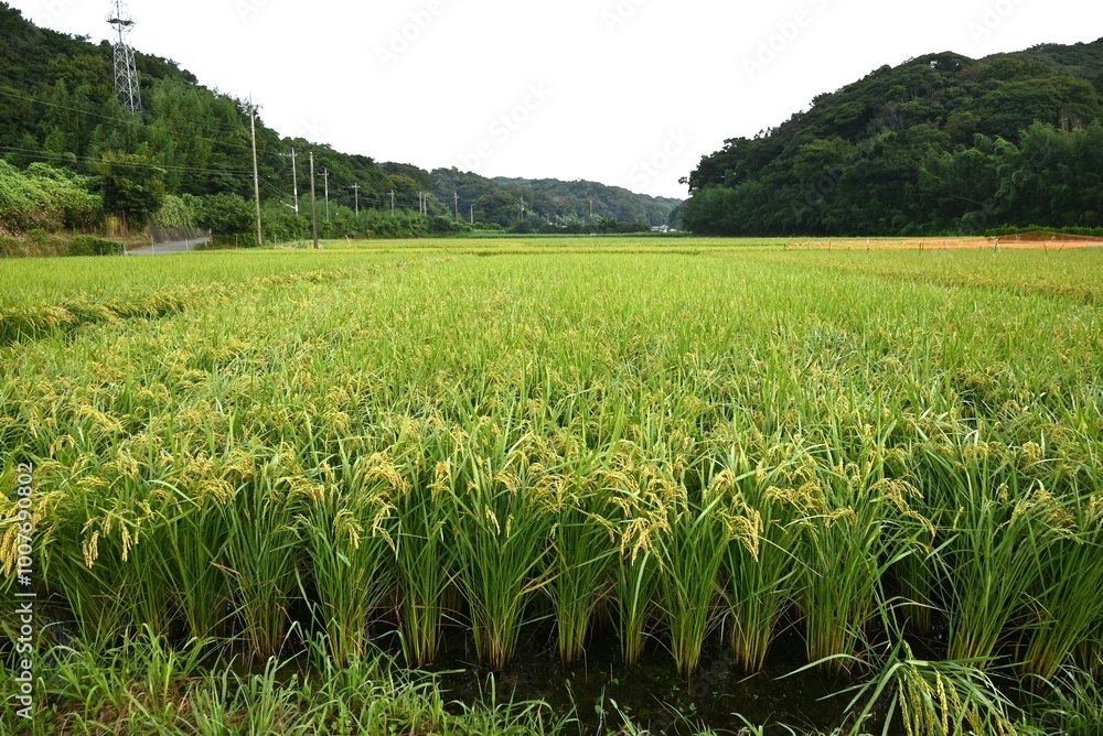 Cultivation and growth of rice. In Japan, where rice is the staple food ...
