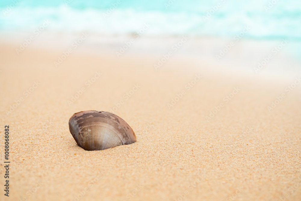 Shell conch sea beach summer background, seashell on sand Sunshine ...