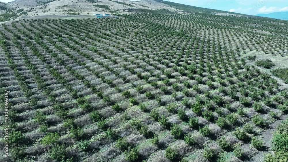 An expansive aerial view of an walnut orchard, with rows of trees ...