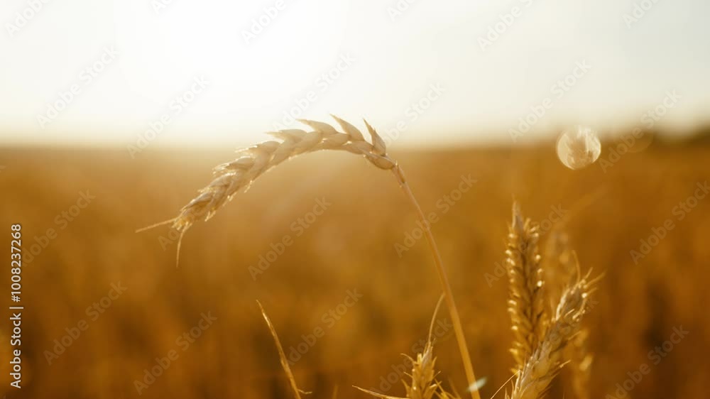 Rye ripping in agricultural fields in summer, closeup view of golden ...