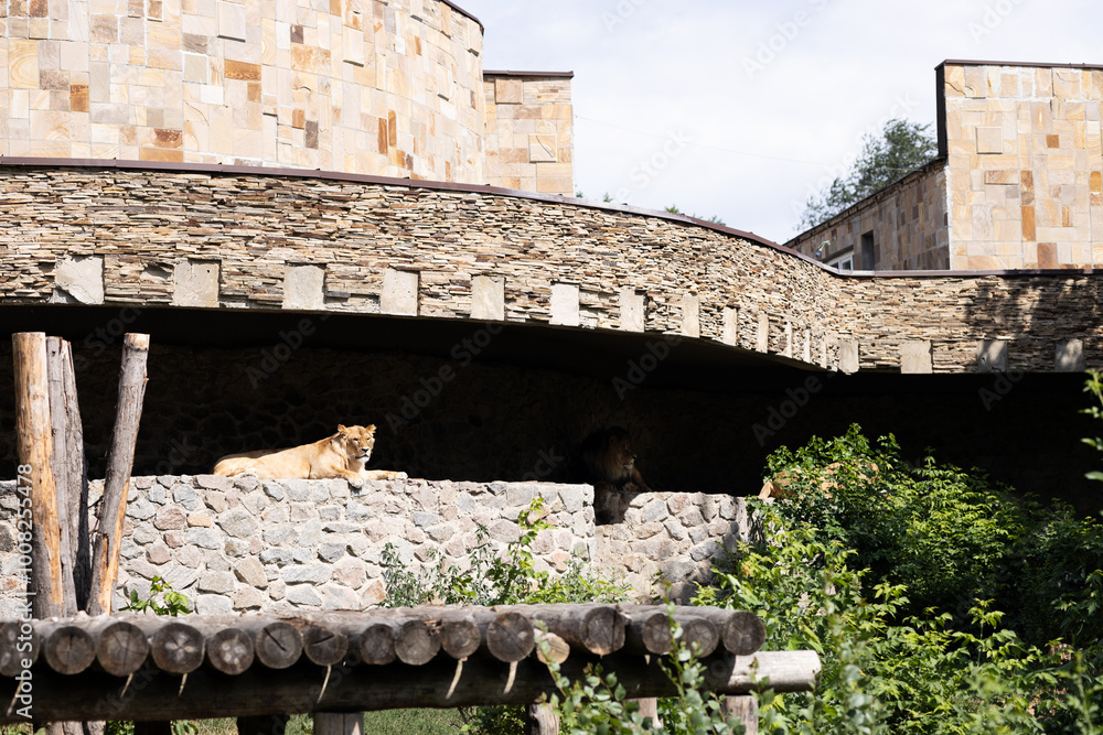 Two lions lounging in their habitat enclosure surrounded by greenery ...