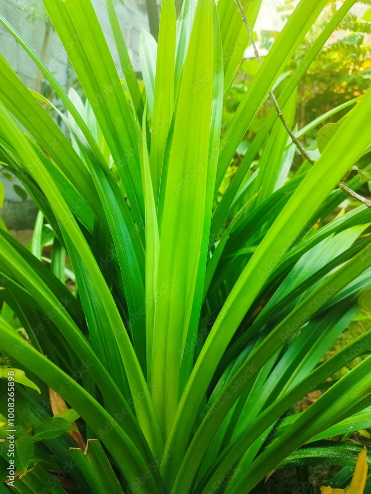 Pandanus amaryllifolius green leaf background. Foliage background ...