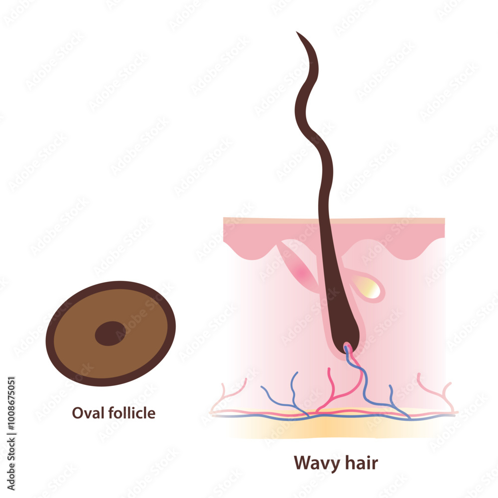 Structure of oval shaped follicle and wavy hair vector illustration ...