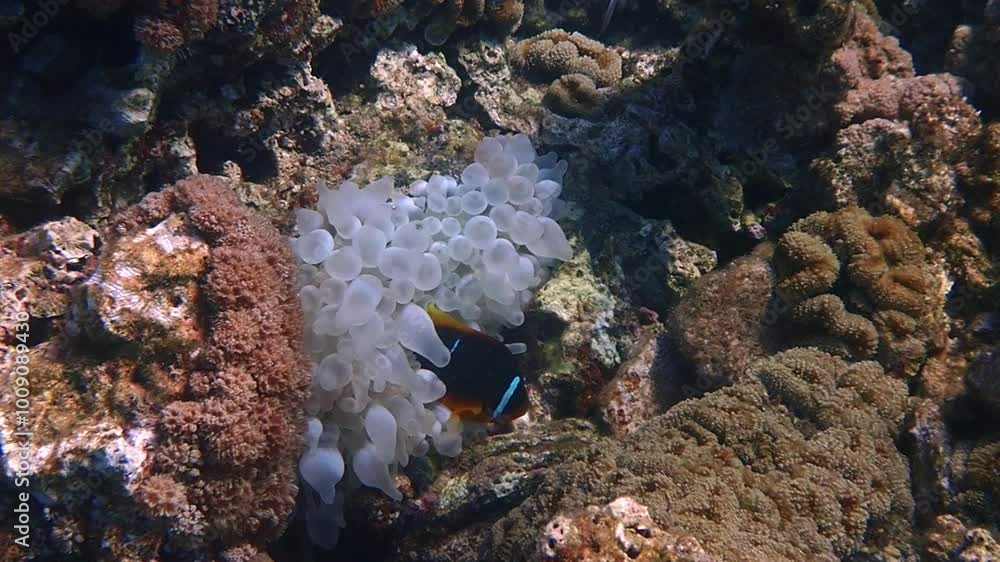 Clown-fish (Amphiprion bicinctus) inhabits coral reefs, it belongs to ...
