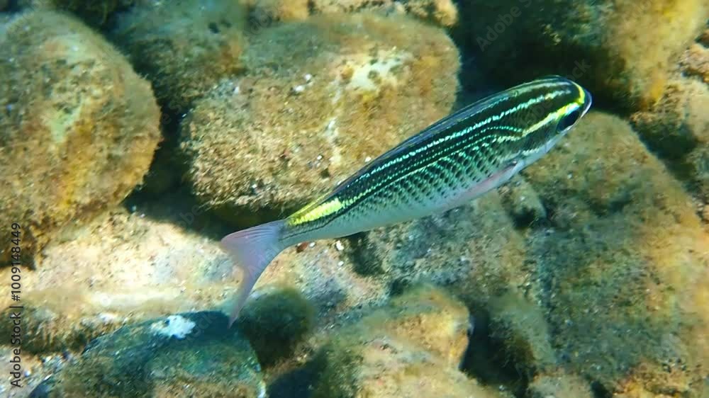 Arabian monocle bream, belongs to the family Nemipteridae, scientific ...