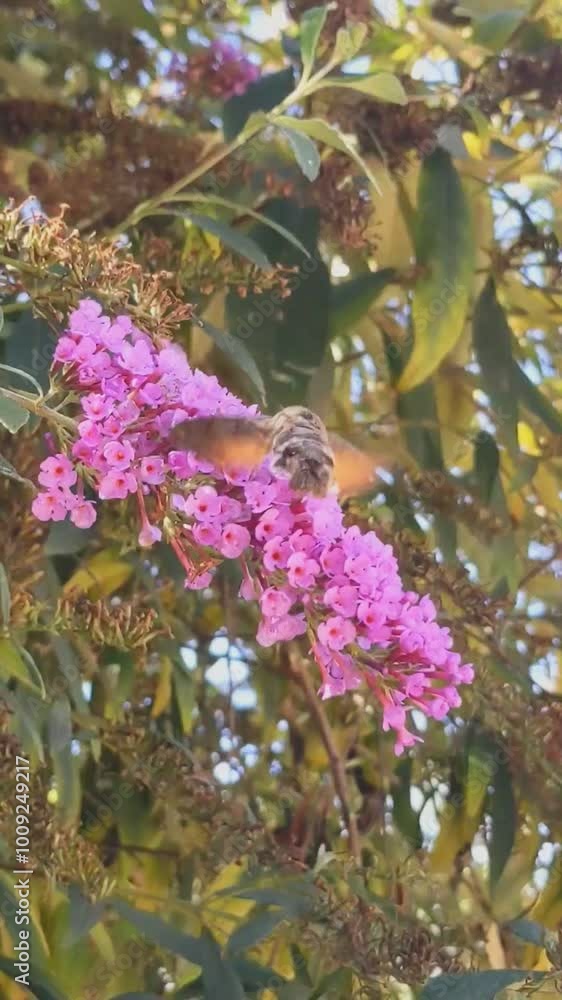 Sphingidae (sphinx moth, hawk moth) drinking nectar from Buddleja ...