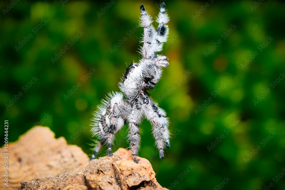 Phidippus regius Bahamas white Bahamas jumping spider family Salticidae ...