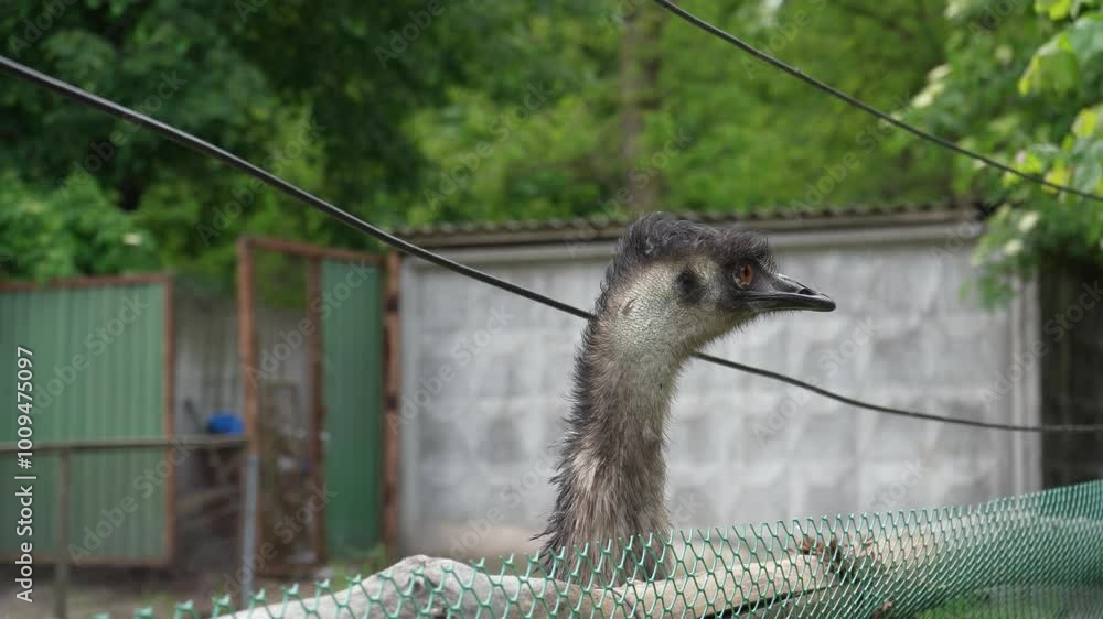 A close-up view of the face of an Emu behind a fence in a zoo, the ...