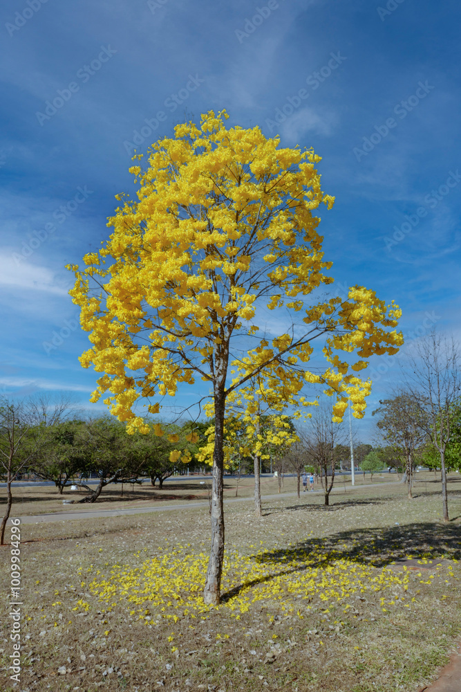 Plakát Yellow ipe tree, Tabebuia chrysantha, ipe-amarelo is National ...