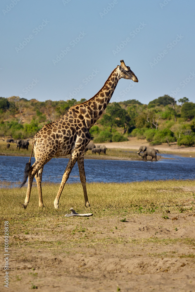 Giraffes are the tallest land animals on Earth, known for their long ...