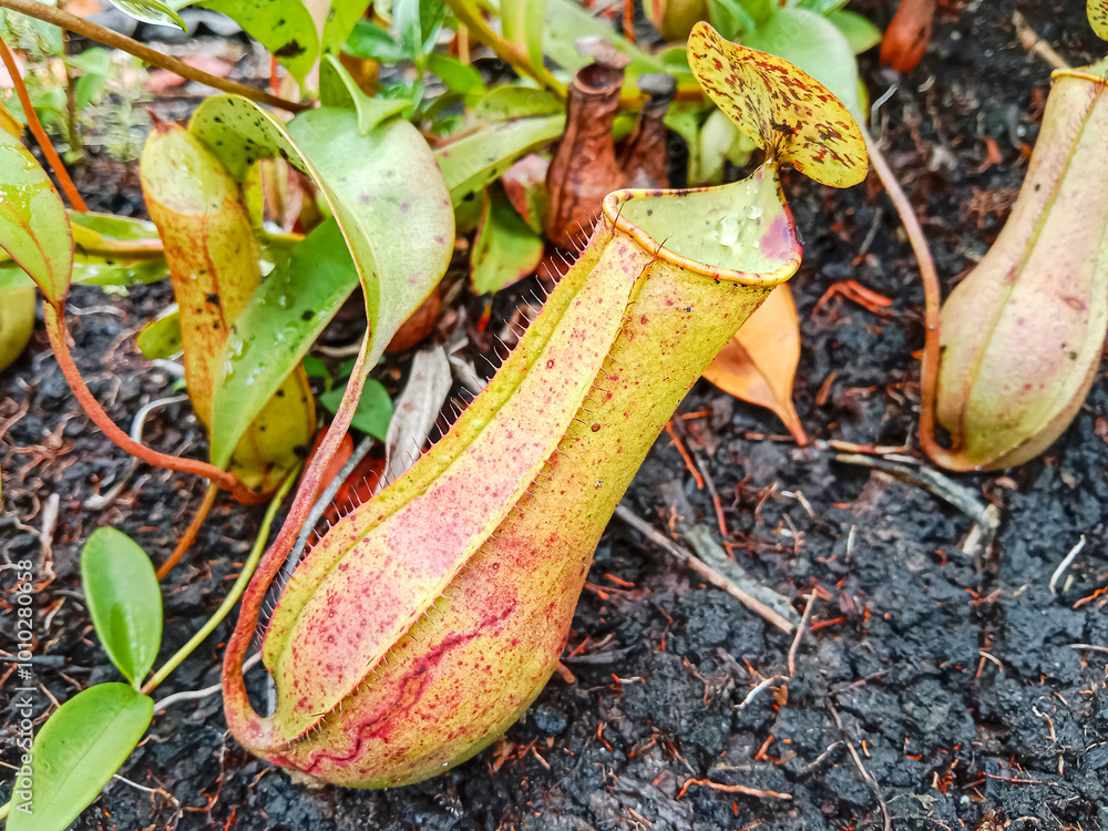 Nepenthes, is a genus of carnivorous plants, also known as tropical ...