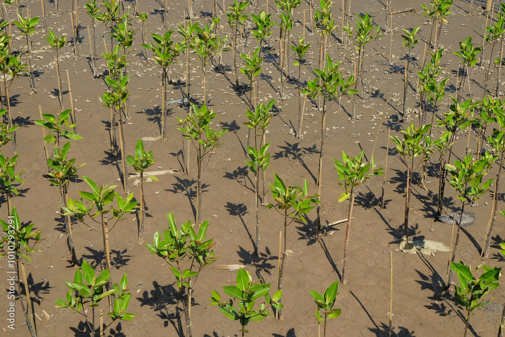 Rows of mangrove trees are starting to grow along the beach. Planting ...