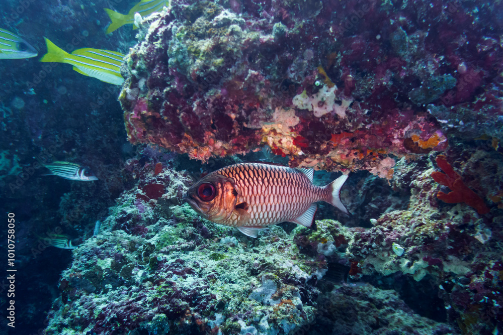 Blacktip soldier fish (Myripristis botche) in the coral reef of ...