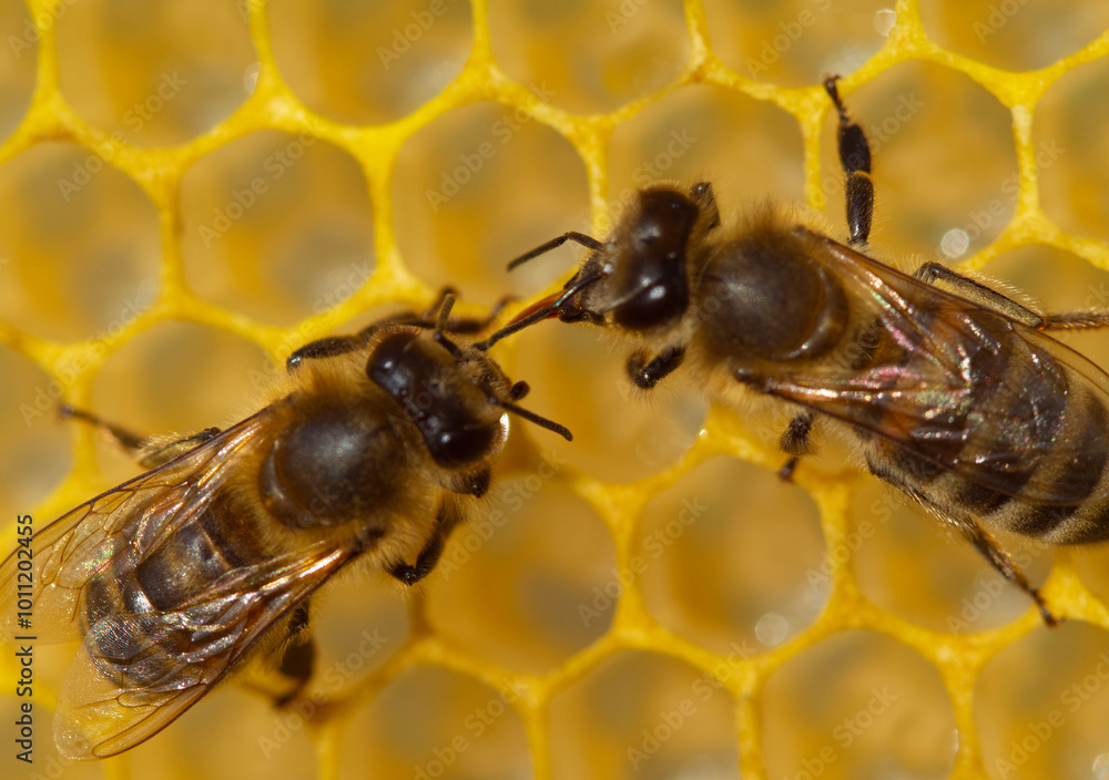 Communication honey bees. Bees share information. A good and original ...