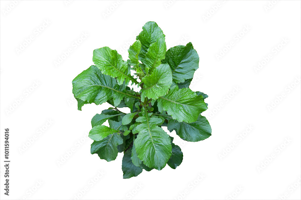 Tapak Liman leaves (Elephantopus scaber L), a wild plant as an ...