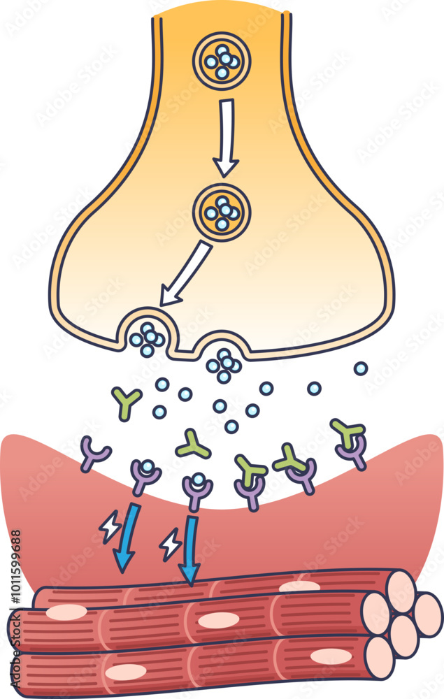 Illustration of a neuromuscular synapse showing neurotransmitter ...