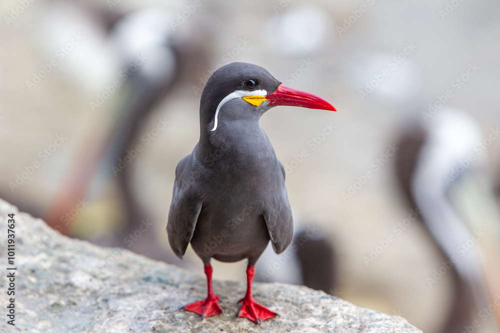 The Gaviotín Zarcillo, also known as the Inca Tern, is a striking ...